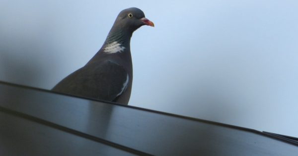 Bird Damage to Solar Panels: How to Prevent It