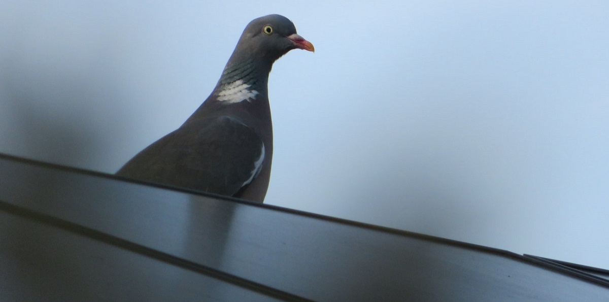 Bird Damage to Solar Panels: How to Prevent It