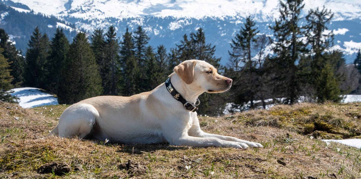 How to Choose the Right Dog Breed to Match Your Lifestyle
