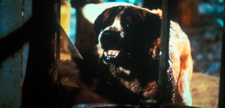 Cujo (1983) – Film Review. 80s Stephen King conversion Bluray release